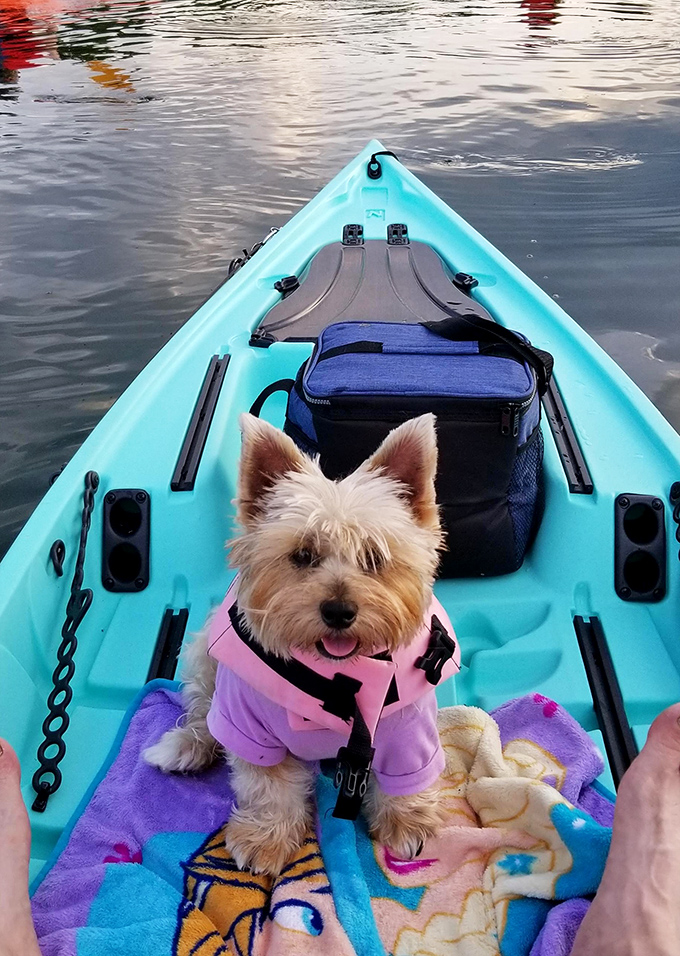 Even the family pooch gets VIP seating for kayaking adventures &ndash; that's one happy captain of the S.S. Adorable.