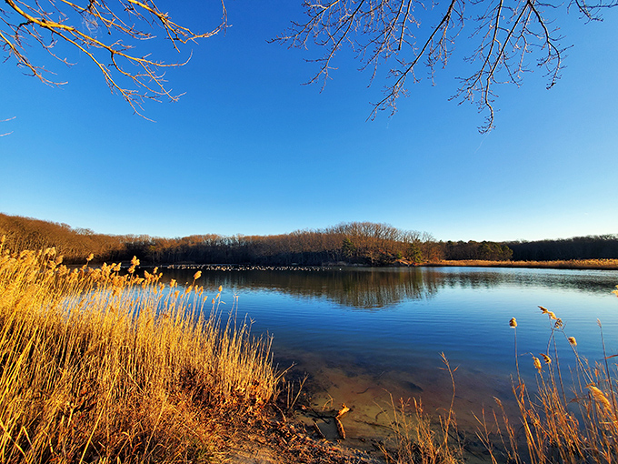 Hooks Creek Lake shimmers under autumn light, the golden reeds standing at attention like nature's honor guard welcoming you to their watery domain.