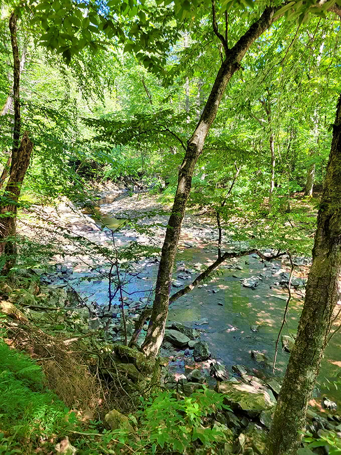 A crystal-clear stream meanders through the forest, whispering secrets to the ancient trees. Nature's version of social media, minus the drama.