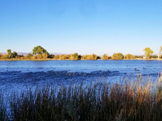 Blue hour magic at its finest &ndash; when the pond transforms into a liquid sapphire and the reeds whisper secrets to the evening breeze.