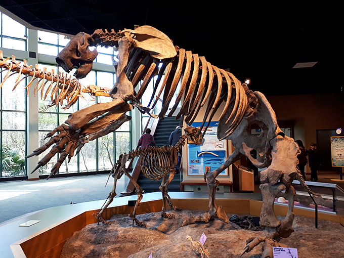 This prehistoric resident of the Mississippi Museum of Natural Science reminds us that before there were traffic jams, there were creatures that could cause actual jams.