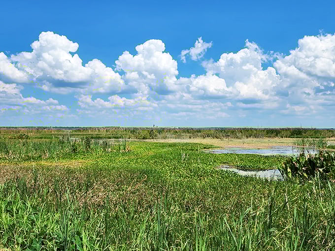 Marshland stretches to the horizon under cotton candy clouds. Mother Nature's version of an all-you-can-photograph buffet.