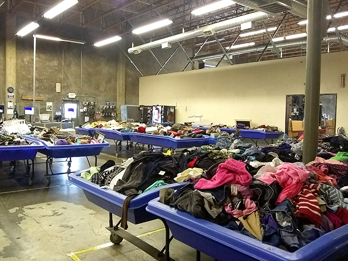 Nature documentaries have feeding frenzies; Goodwill has bin rotations. Experienced shoppers stalk these blue lagoons of possibility with the focus of big game hunters.