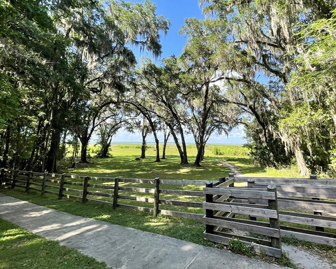 Nature's perfect framing&mdash;these live oaks draped with Spanish moss create nature's own proscenium arch, revealing the prairie's vast stage beyond.