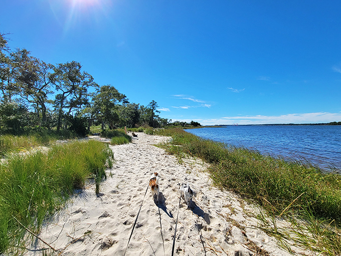 Even four-legged explorers find their bliss here. The sandy shoreline paths offer pups and their humans a taste of paradise away from crowded beaches.