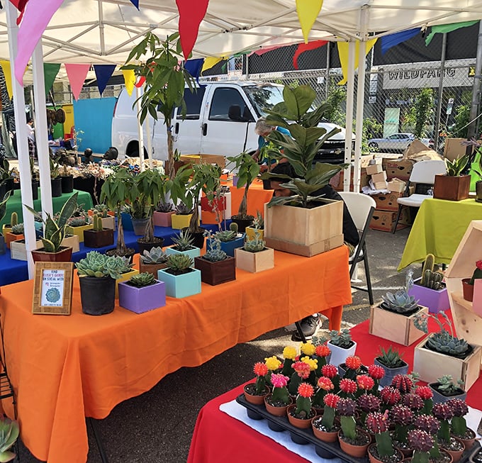 A rainbow of succulents and cacti that practically scream "adopt me!" Perfect for plant parents and serial plant killers alike.