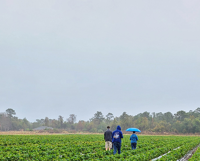 Even Florida rain can't dampen the enthusiasm of dedicated berry hunters. Three generations braving the elements for rewards sweeter than any theme park.