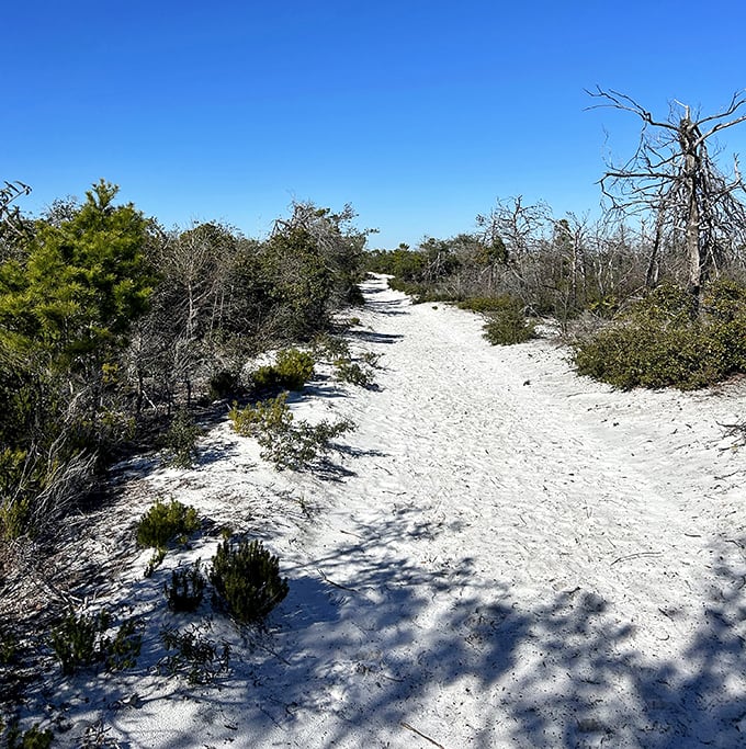 Not all who wander are lost, but this sandy trail through scrubby pines practically begs you to be. Adventure awaits with each footprint.
