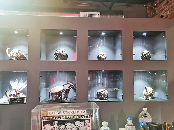 Display cases house an array of skulls and anatomical specimens, offering a clinical perspective on our physical fragility.