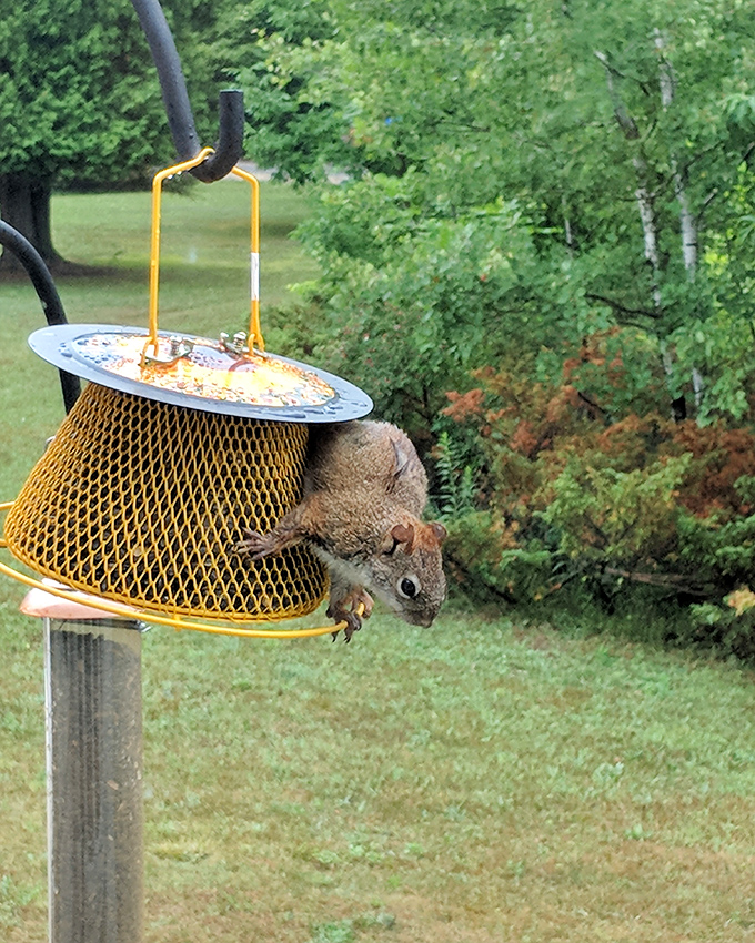The local wildlife takes "help yourself" quite literally at Fish Creek feeders. This entrepreneurial squirrel has mastered the art of the all-you-can-eat buffet.