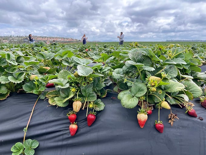 These aren't just plants&mdash;they're strawberry condominiums, each resident berry hanging like a ruby jewel against the black agricultural cloth.