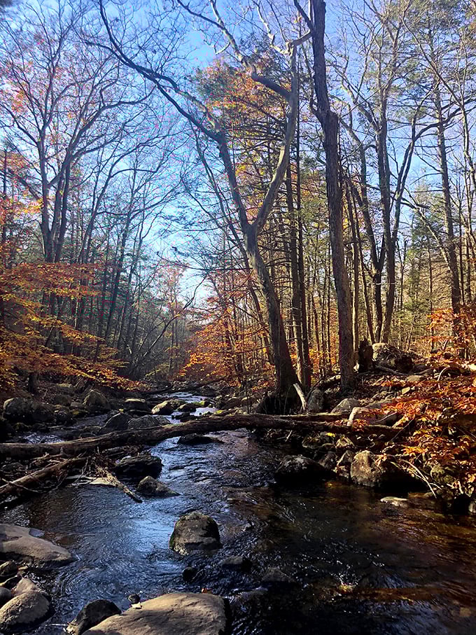 Nature's symphony in motion—a woodland stream carving its ancient path through fallen leaves and time-smoothed stones.