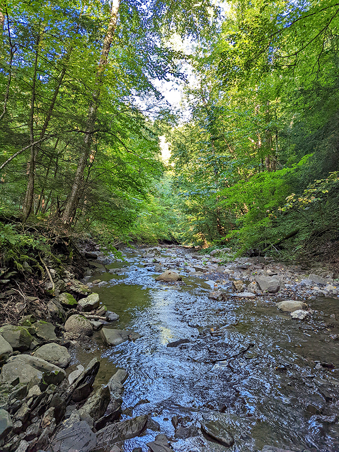 Sunlight dapples through the forest canopy, creating a stained-glass effect on Dry Creek's crystal waters. Ironically, it's rarely dry.