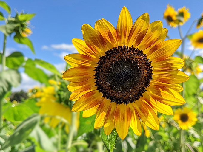 Mother Nature's sunbeam caught in plant form. This golden beauty tracks the sun across the Florida sky like a faithful admirer.