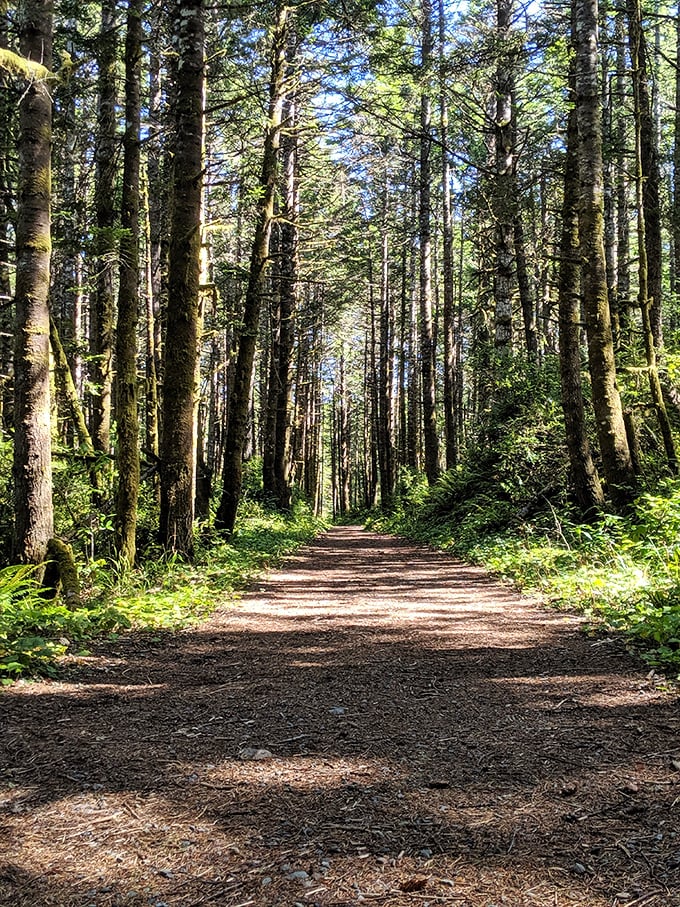 Forest bathing without the spa prices. This sun-dappled trail through towering pines offers the kind of therapy no couch can provide.