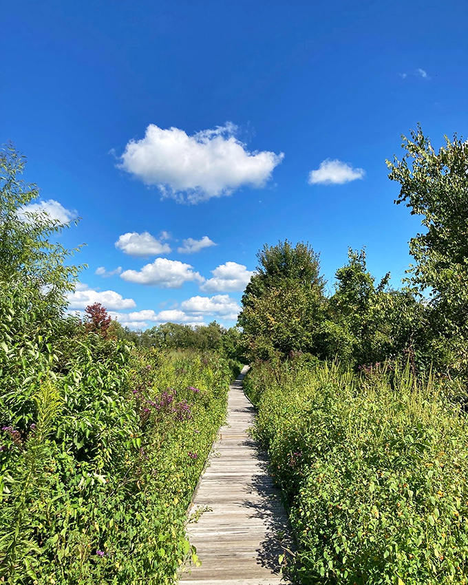 Summer's green corridor beckons. The wooden pathway cuts through vibrant vegetation under a perfect blue Ohio sky, promising discoveries with every step forward.