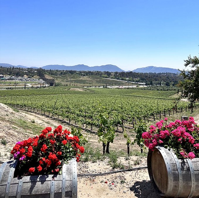 Rows of vines march toward distant mountains, while vibrant bougainvillea adds splashes of color like nature's own welcome committee.