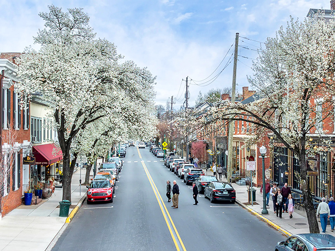 Lititz in spring bloom &ndash; where cherry blossoms transform Main Street into nature's answer to confetti.