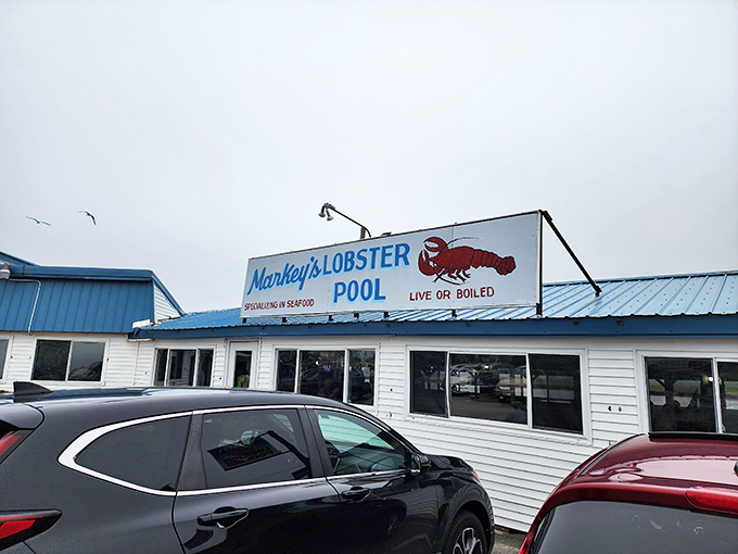 Markey's straightforward promise: "Live or Boiled" &ndash; no fancy marketing needed when your lobsters speak for themselves.