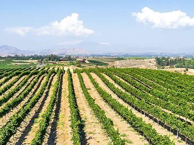The perfect wine country postcard! Those misty mountains make these vines look like they're growing in a dream.