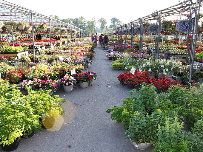 Bright blooms fill the aisles at Rice&rsquo;s Market, where visitors explore endless colors and enjoy a sunny shopping stroll.