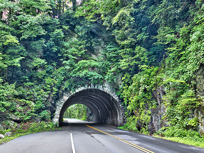 This tunnel through Townsend's mountains feels like a gateway to another world. Sunlight filters through the dense forest canopy, creating a magical passage into Smoky Mountain adventures.