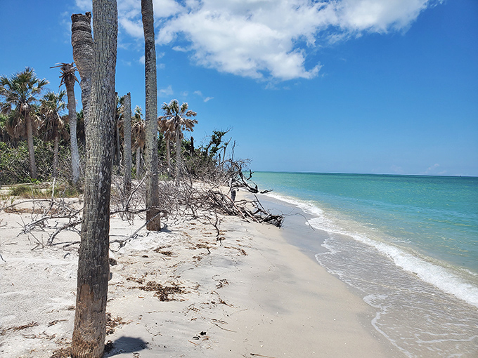The beach less traveled &ndash; where tree trunks create natural beach art and footprints disappear with the next gentle tide.