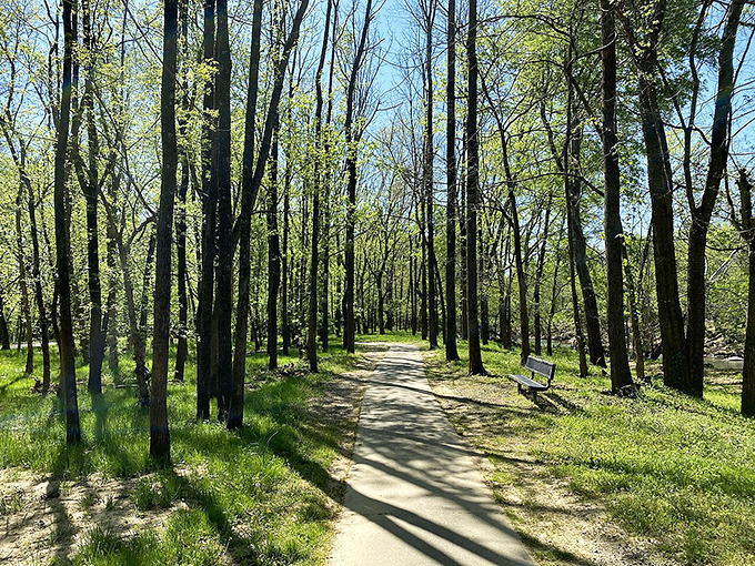 Nature's cathedral of towering oaks creates peaceful walking paths perfect for quiet contemplation.