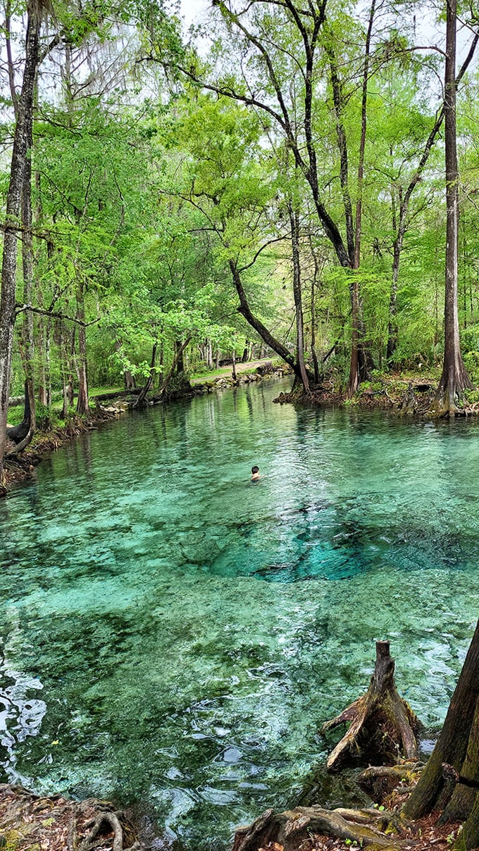 Social distancing, nature-style! This spring's crystal-clear waters reveal a world where fish have been practicing social distancing for centuries.