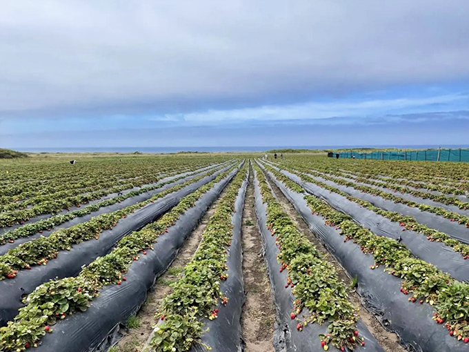 Ocean views and berry rows. At Swanton, the Pacific provides the soundtrack while you hunt for nature's rubies.