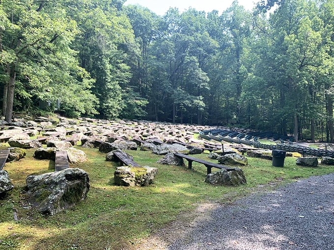 Nature's amphitheater where the only performances are by squirrels and the occasional brave chipmunk. Front-row seating guaranteed.