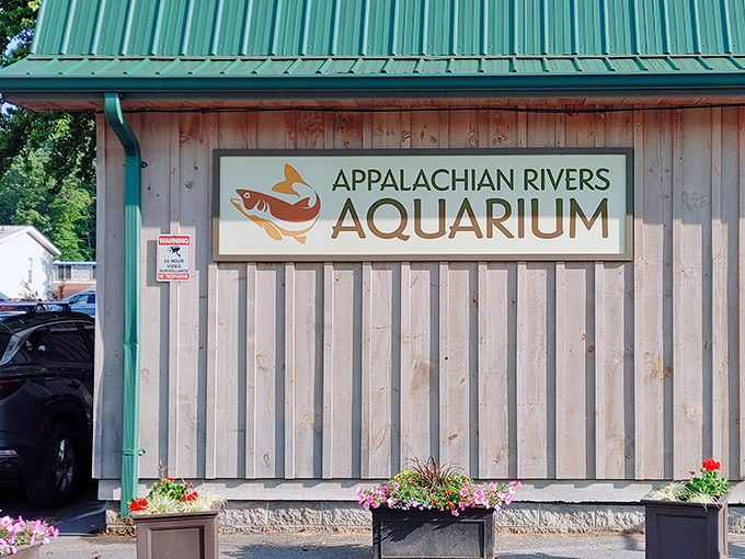 The Appalachian Rivers Aquarium: where the fish have Southern accents and the trout are practically locals with their own zip codes.
