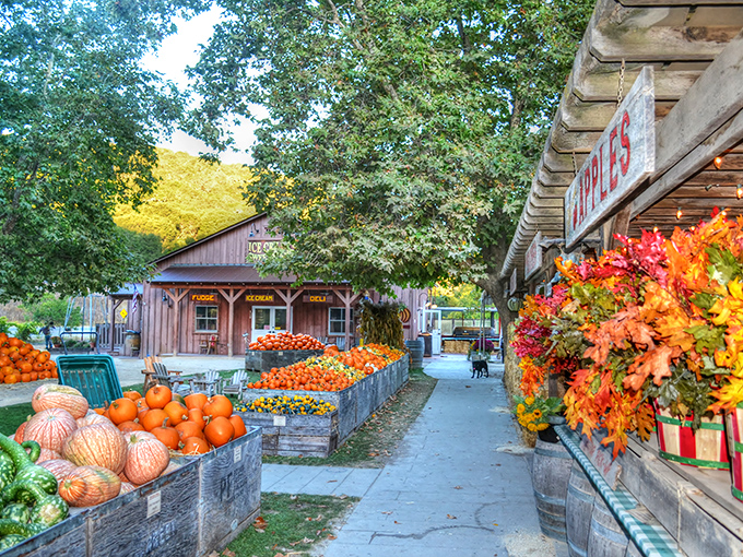 Fall harvest heaven! Avila Valley Barn transforms into a pumpkin paradise where city slickers can pretend they know something about agriculture.