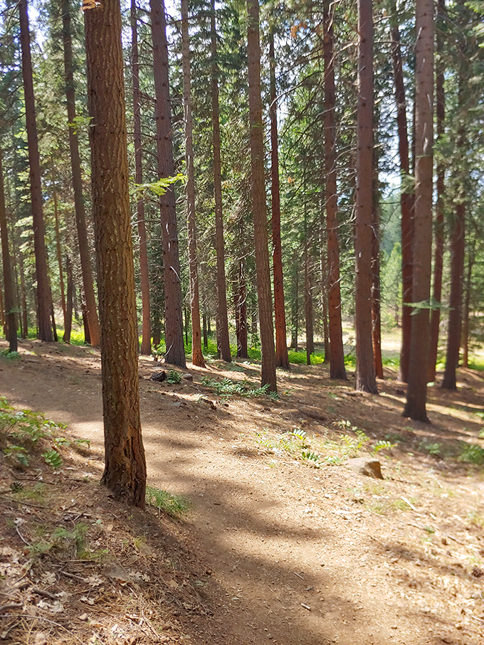 Nature's cathedral of pines creates dappled sunlight on this peaceful trail. The perfect escape when you need forest bathing without the spa prices.