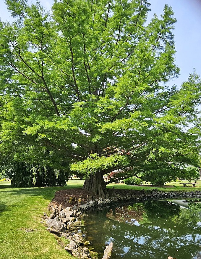 Nature's architecture at its finest! This magnificent tree has been perfecting its pose for decades, creating the ultimate selfie backdrop for plant enthusiasts.