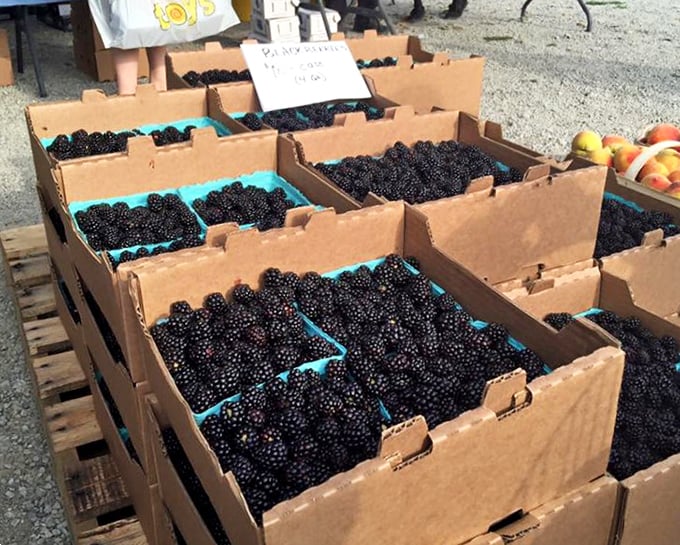 These sun-ripened blackberries aren't just fruit&mdash;they're summer memories waiting to be transformed into cobblers, jams, or eaten straight from the carton.