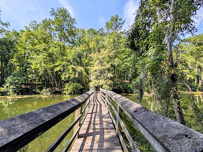 A wooden boardwalk winds through cypress trees, creating the kind of path that makes you whisper conversations even when nobody's around.