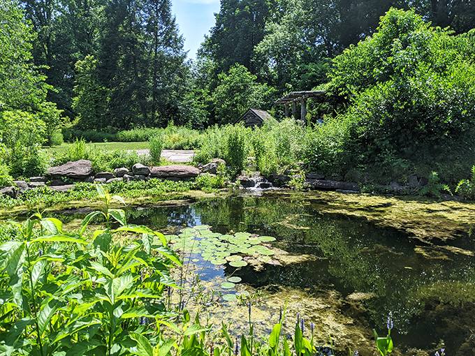 Nature's own masterpiece gallery: Bowman's Hill Wildflower Preserve offers a tranquil escape where lily pads and native plants create living watercolor scenes.