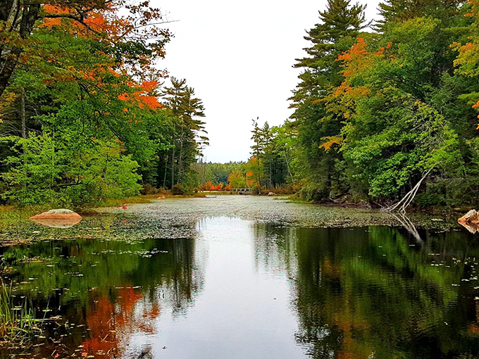 Fall's fashion show at Burnham's Marsh, where the trees dress in their seasonal best and the water provides nature's perfect runway.