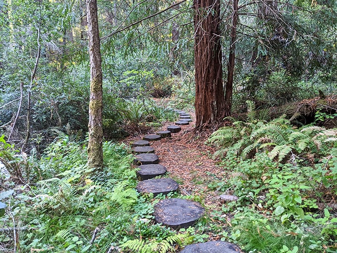 Nature's staircase through Butano's redwood cathedral. These stepping stones lead hikers through fern grottos where sunlight filters down like spotlights on a primeval stage.