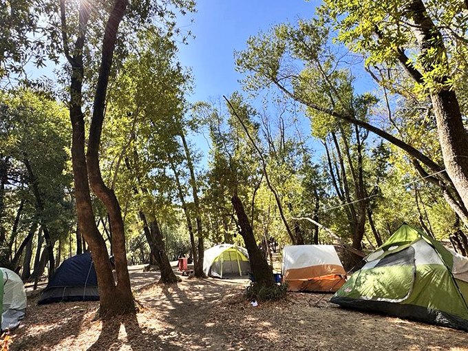 Beneath a canopy of oak trees, campers find respite from digital chaos. No Wi-Fi here, just nature's premium subscription package.