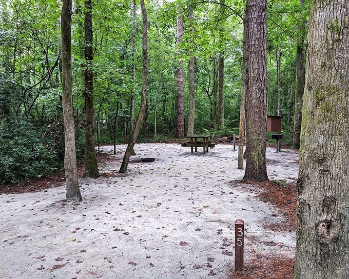 Sandy campsites nestled among towering pines offer a five-star outdoor hotel room. The ceiling? Just a few million stars.