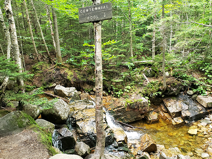 Centennial Pool offers a hidden forest bathing spot where the only membership fee is the willingness to venture off the beaten path.