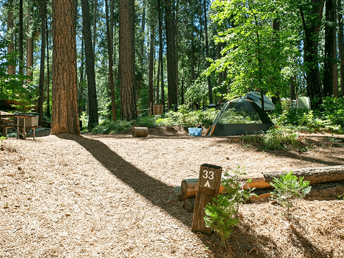 Towering pines create nature's cathedral at this serene campsite near Nevada City, where wilderness and comfort find perfect harmony.