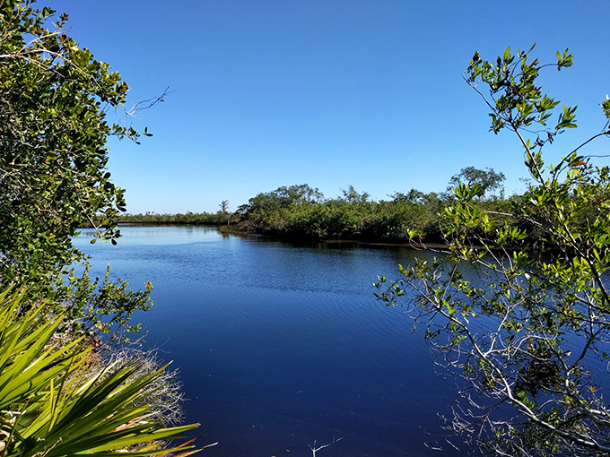 The Peace River winds through Arcadia like a lazy blue ribbon, offering kayaking adventures where prehistoric shark teeth are the souvenirs.