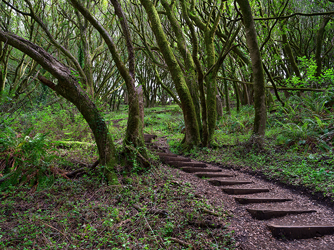 Nature's staircase to wonderland. The Dipsea Trail's moss-draped trees create a magical corridor that would make Tolkien reach for his notebook.