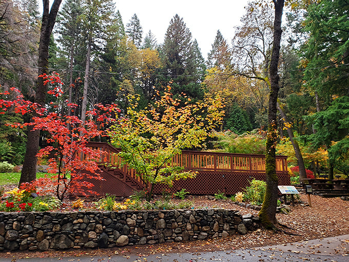 The Botanical Gardens explode with autumn colors that would make Vermont jealous, proving that California's fall foliage game is stronger than its reputation suggests.