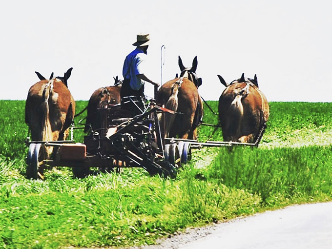 Horse power that doesn't require premium gas! Traditional farming methods create a scene straight out of a Norman Rockwell painting come to life.