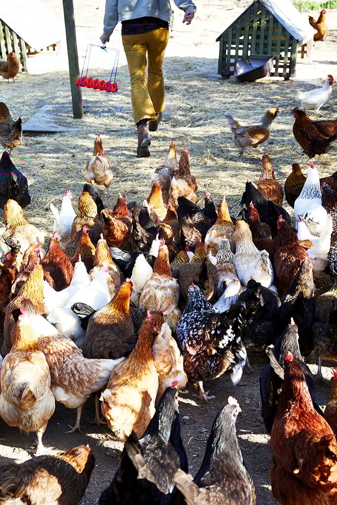 Breakfast committee in session! These feathered residents take their egg-production duties seriously while providing free entertainment.