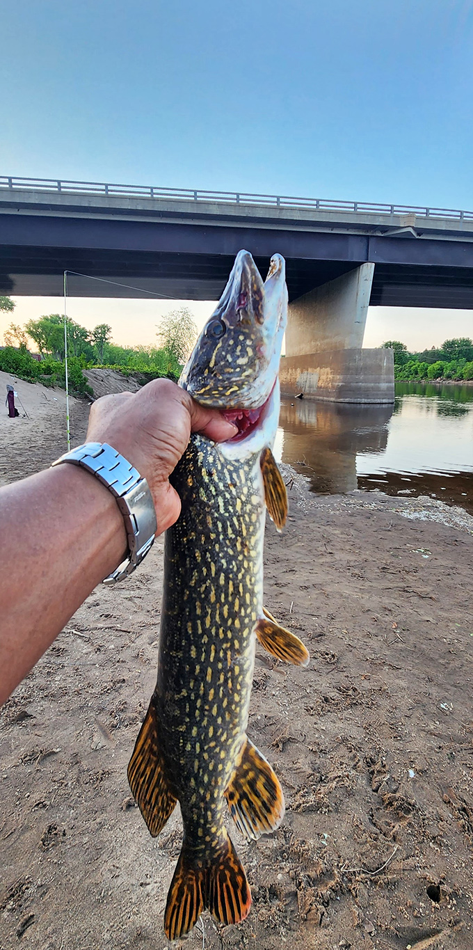 Nothing says "Wisconsin waters" quite like holding up a trophy northern pike at sunset, the ultimate proof that "gone fishing" isn't just an excuse.